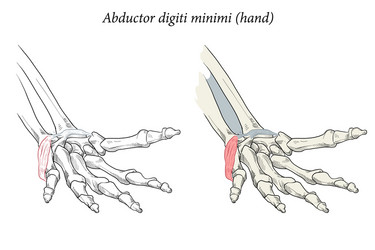 Medical superficial muscle hand Royalty Free Vector Image