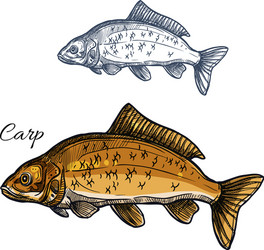 Color pike fish hand drawn colorful pickerel Vector Image