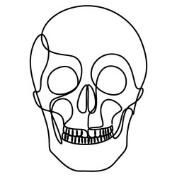 Human skull one line drawing Royalty Free Vector Image