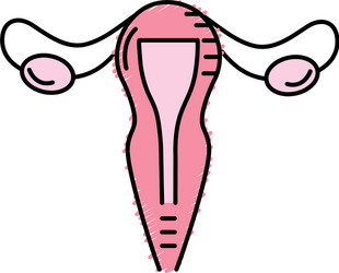 Uterus fallopian tubes anatomy female Royalty Free Vector