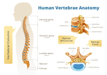 Human vertebrae anatomy infographics Royalty Free Vector