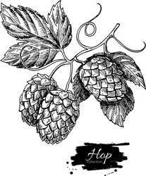 Hops plant green plant Royalty Free Vector Image