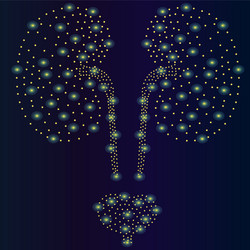 Abstract kidney anatomy Royalty Free Vector Image