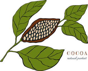 Pattern cocoa hand drawing contour and stains Vector Image