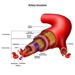 Scheme Blood Circulation Vector Images (73)