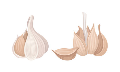 Garlic set whole and sliced cloves natural Vector Image