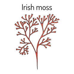Irish Sea Moss Vector Images (84)