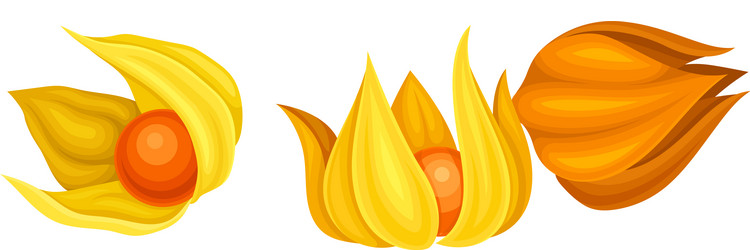 Physalis or indian ginseng papery husk calyx Vector Image