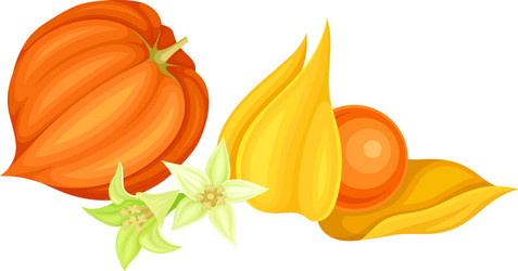 Calyx Vector Images (over 250)