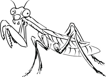 Praying mantis engraving Royalty Free Vector Image