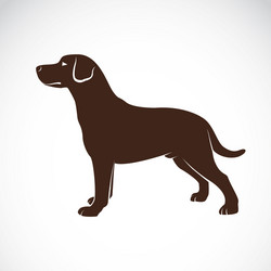 Image of an dog labrador Royalty Free Vector Image