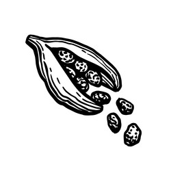 Cardamom Drawing Vector Images (over 530)
