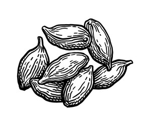 Cardamom Drawing Vector Images (over 530)