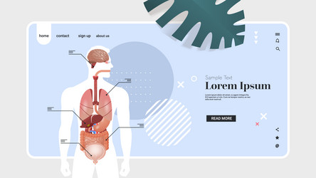 Human body structure infographic poster Royalty Free Vector