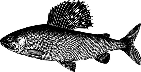 Grayling Fish Vector Images (75)