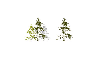 Cedar Vector Images (over 8,000)