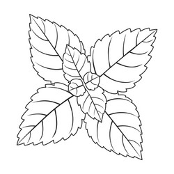 Mint leaf outline icon Royalty Free Vector Image