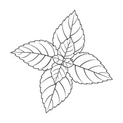 Mint leaf outline icon Royalty Free Vector Image