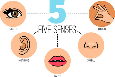 Human feelings five senses Royalty Free Vector Image