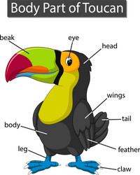 Diagram showing body part parrot Royalty Free Vector Image