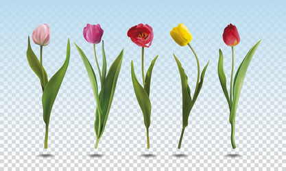 Single Tulip Vector Images (over 1,400)