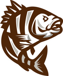 Sheepshead Vector Images (22)