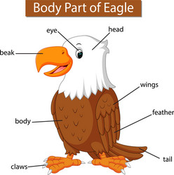 Diagram showing body part parrot Royalty Free Vector Image