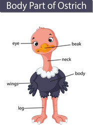 Diagram showing body part parrot Royalty Free Vector Image