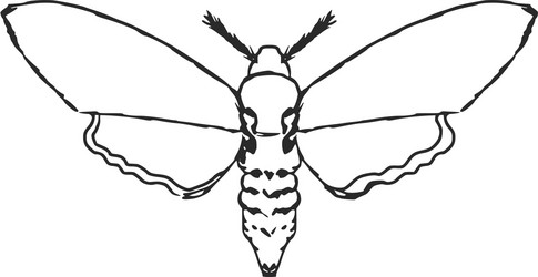 White luna moth drawing Royalty Free Vector Image