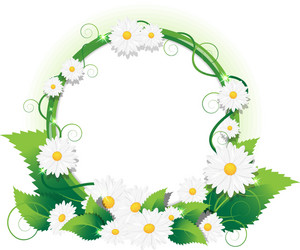 Chamomile flower frame Royalty Free Vector Image