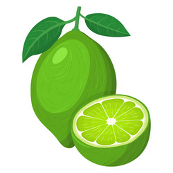 Lime Wedge Vector Images (over 570)