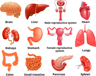 Realistic sick human organs set anatomy Royalty Free Vector