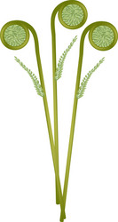 Fiddlehead Vector Images (26)