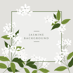 Jasmine flower banners design for tea Royalty Free Vector