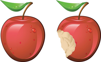 Ripe apple Royalty Free Vector Image - VectorStock