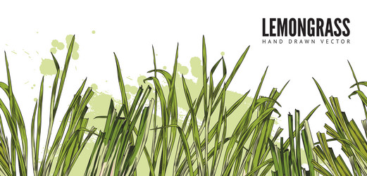 Decorative Edge Vector Images (over 30,000)