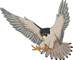 How To Draw A Cartoon Falcon