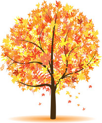 Autumn tree maple Royalty Free Vector Image - VectorStock