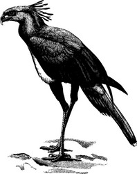 Secretary Bird Vector Images (over 110)