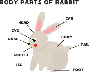 Rabbit Anatomy Vector Images (over 200)