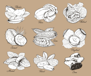 Engraved nuts isolated set of mixed nuts Vector Image