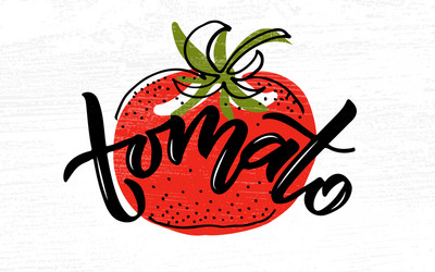 Hand sketched tomato product lettering typography Vector Image