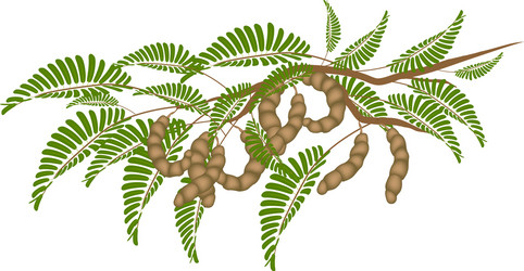 Tamarind Vector Images (over 1,300)