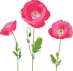 Poppy Vector Images (over 21,000)