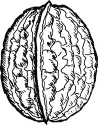 Walnut Vector Images (over 11,000)