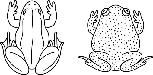 Frog Outline