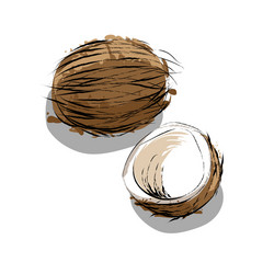 Coconut Pencil Drawing Vector Images (over 160)