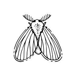 Moth line art mysterious butterfly winged insect Vector Image