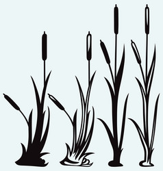 Reed Royalty Free Vector Image - VectorStock