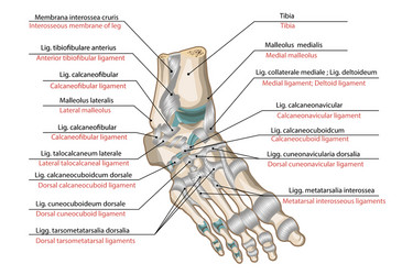 Ligaments and joints of the foot Royalty Free Vector Image
